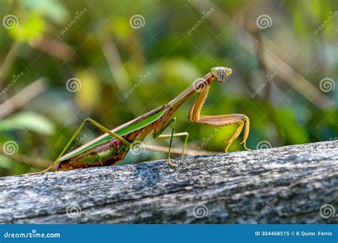 Praying Mantis Full Side View Stock Image Image Of Mantis Nature