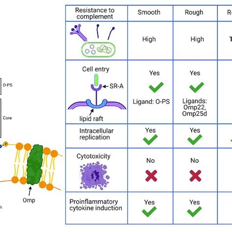 Functions Of Lipopolysaccharide LPS In Brucella Spp In Comparison