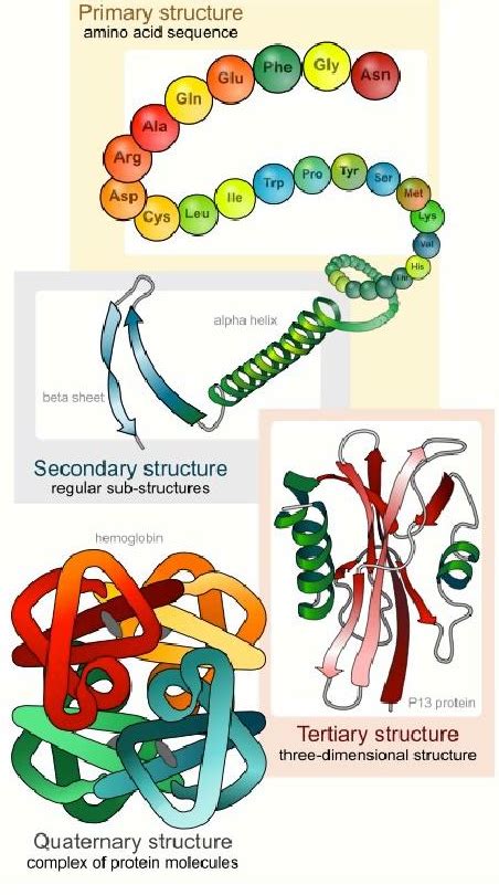1 9 Biomolecule Detection Biology Libretexts