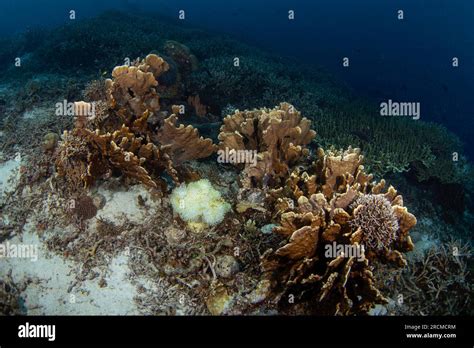False Clown Anemonefish On The Bottom Ocellaris Clownfish In Symbiosis