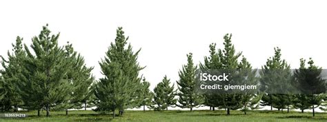 3d Render Realistic Evergreen Tree And Grass Field In Nature Pine Trees