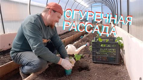 ТЕПЛИЦА///ОГУРЕЧНАЯ РАССАДА///ДЕРЕВНЯ - YouTube