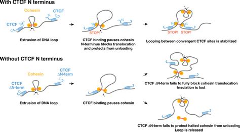 Molecular Basis Of Ctcf Binding Polarity In Genome Folding Pmc