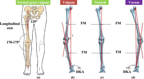 Frontiers Design And Evaluation Of A Wedge Shaped Adaptive Knee Orthosis For The Human Lower Limbs