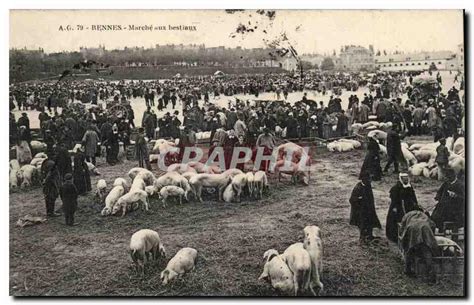 Carte Postale Ancienne Rennes Marche Aux Bestiaux Cochons Porcs TOP