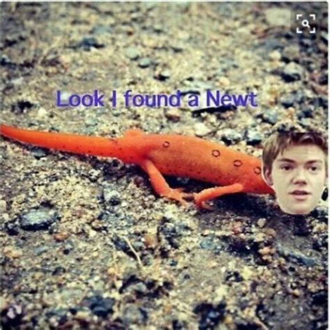 Silence A Maze Runner Fanfic Six The List Maze Runner Maze Runner Funny Maze Runner Trilogy