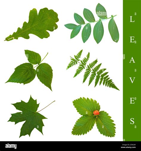 Arrangement Leaf Botany Shape Collage Growth Collection Set Assortment