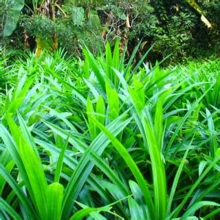 Jual 2 2 COD SALE Tanaman Pandan Wangi Pandan Wangi Bibit Tanaman