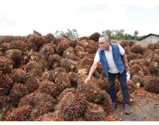 Rata Rata Naik Berikut Daftar Harga Jual CPO Dan Kernel Perusahaan
