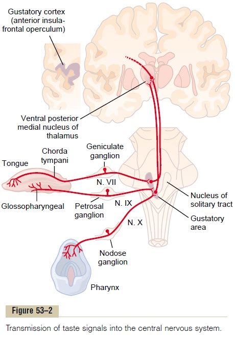 Gustatory Pathway Did You Know The Gustatory System Or Sense Of Taste Gustatory Pathway Did You Know The Gustatory System Or Sense Of Taste