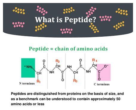 What Is A Peptide Do You Know Peptides 3 Industry Knowledge