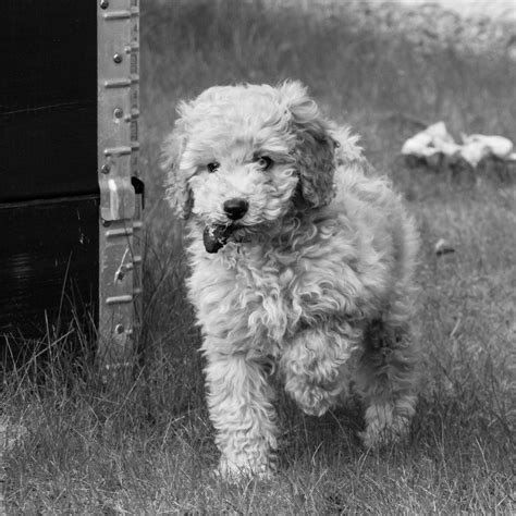 Why Does My Cavoodle Eat Its Own Poo