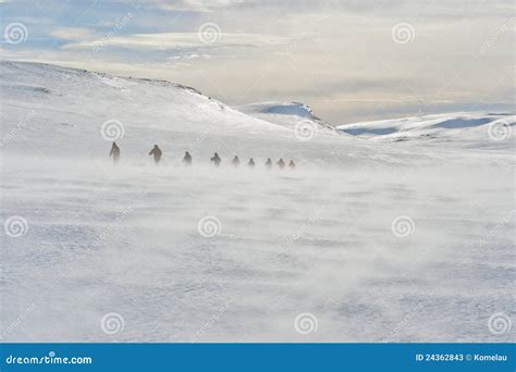 Amundsen editorial stock photo. Image of active, hike - 24362843