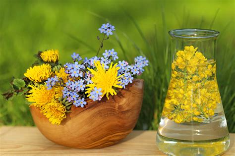 약초와 유리 플라스 크에 꽃과 신선한 민들레 꽃 Forgetmenots와 녹색 부분에 나무 보드에 나무 그릇에 개 박하의 허브