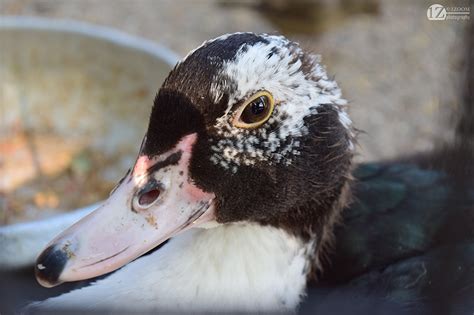 壁紙鳥類カモWood duck1ZOOMくちばし頭凝視動物ダウンロード写真