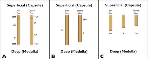 Renal Biopsy Tissue Handling Instructions International Veterinary