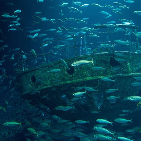 The Dial Issue 4 Shipwrecks