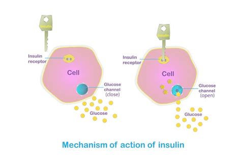 How Insulin Works Diagram