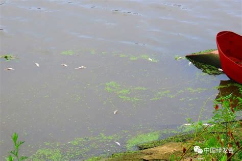 究竟是什么原因导致水质变黑成片死鱼漂浮 澎湃号政务 澎湃新闻 The Paper