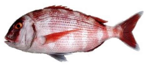 Pêche Et Pêche Pageot
