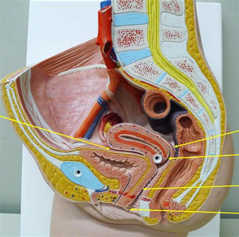 Female Reproductive Model Midsagittal View Diagram Quizlet