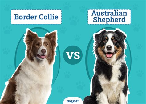 Border Collie Vs Australian Shepherd The Differences With Pictures