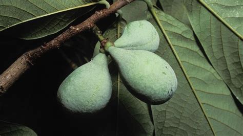 The Unsung Pawpaw A Delicious Native Fruit Tree