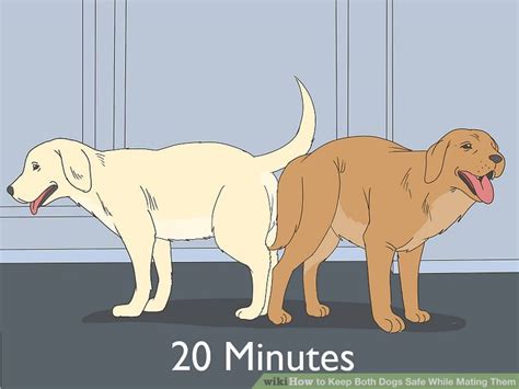 3 Ways To Keep Both Dogs Safe While Mating Them Wikihow Pet