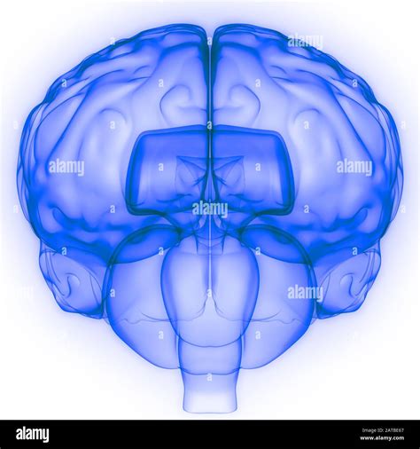 Cerebro de órgano interno humano con sistema Nervioso Anatomía
