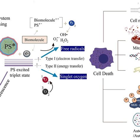 Psbtbt Ce6 Rhod Nps Nanoplatform For Precise Ptt Pdt Co Therapy A