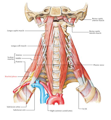 Brachial Plexus Anatomy And Clinical Correlation