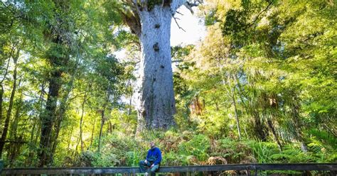 Tāne Mahuta God Of The Forest A New Zealand Icon