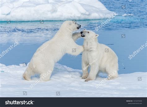 1210 Fotos De Cute Polar Cubs Playing Fotos Imágenes Y Otros