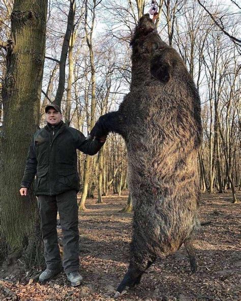 Big Wild Boars