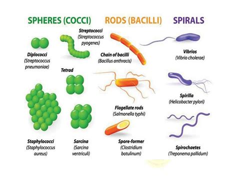 Solution Staphylococci Diagnosis And Treatment Studypool