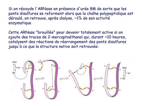 Ppt Chapitre Repliement Des Prot Ines Dynamique Et Volution