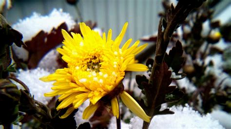 Картинки хризантемы осенние цветы желтые в снегу обои 1920x1080 картинка №194453