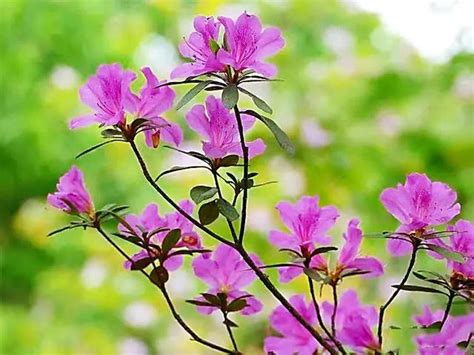 芳菲四月錦繡杜鵑盛放 每日頭條