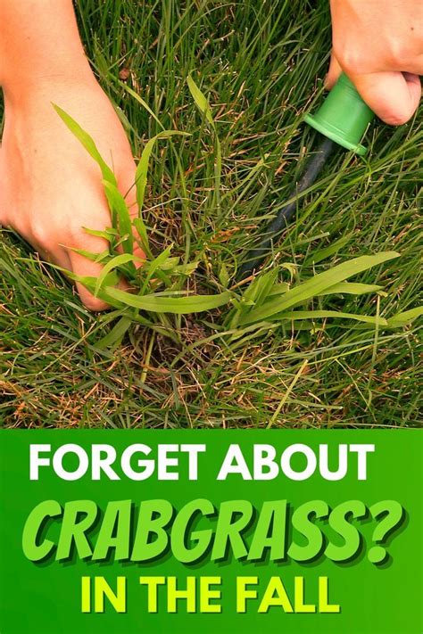 Forget Crabgrass In The Fall Artofit