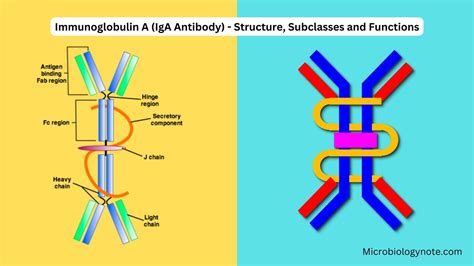 Lymph Nodes Definition Location Structure And Functions Biology Notes Online