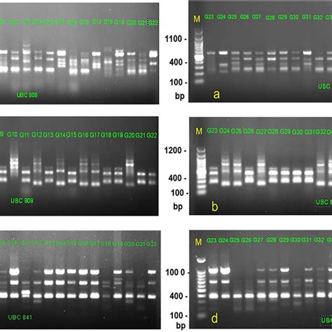 Represent The Banding Pattern Of Some Issr Markers Amplified From Pcr Download Scientific