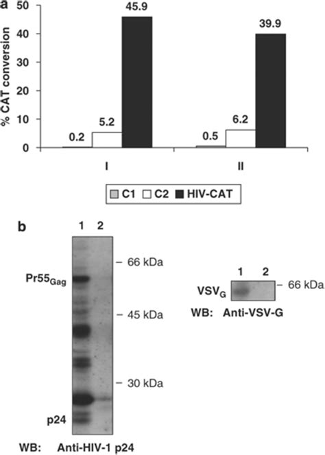 Semliki Forest Virushuman Immunodeficiency Virus Sfvhivcat