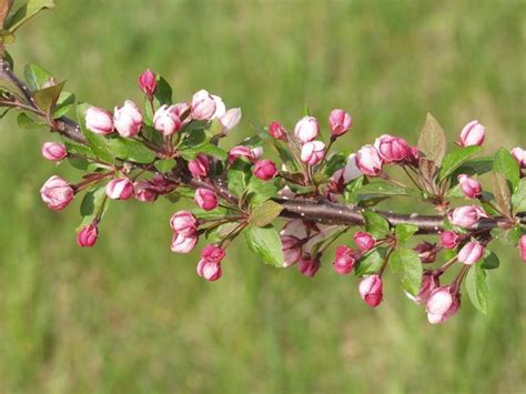Malus Sargentii Candymint Crabapple From Tlc Wholesale Nursery