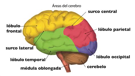 Imagen De La Anatomía Del Cerebro