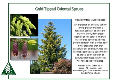 Picea Orientalis ‘aureospicata