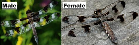 24 Types Of Dragonflies Found In Texas 2024 Bird Watching Hq