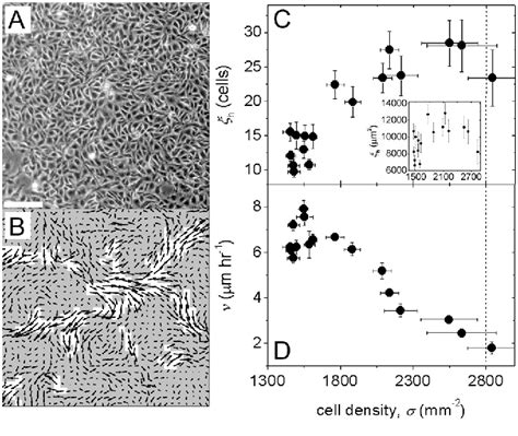 Figure From Glass Like Dynamics Of Collective Cell Migration