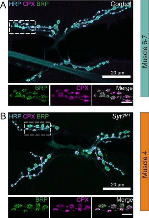 Invitrogen Goat Anti Mouse Igg H L Highly Cross Adsorbed Secondary