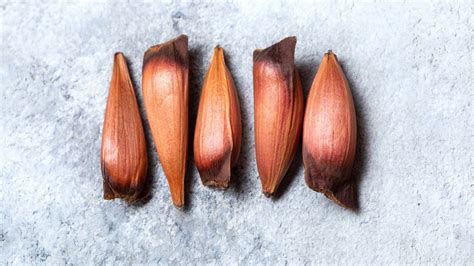 How To Plant Grow And Care For Monkey Puzzle Trees