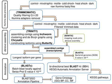 1 Chromera Transcriptome Construction Workflow The Schematic Flowchart Download Scientific